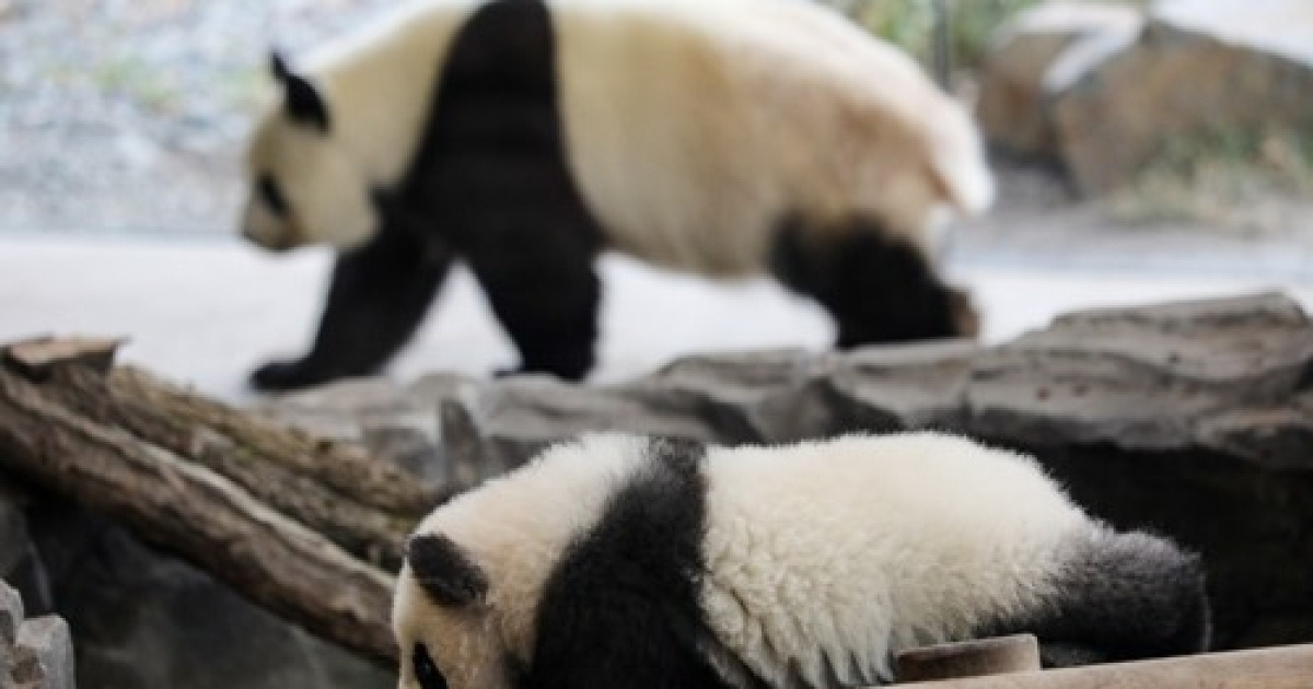 GERMANY CHINA ANIMALS PANDAS