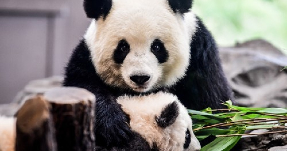 GERMANY CHINA ANIMALS PANDAS