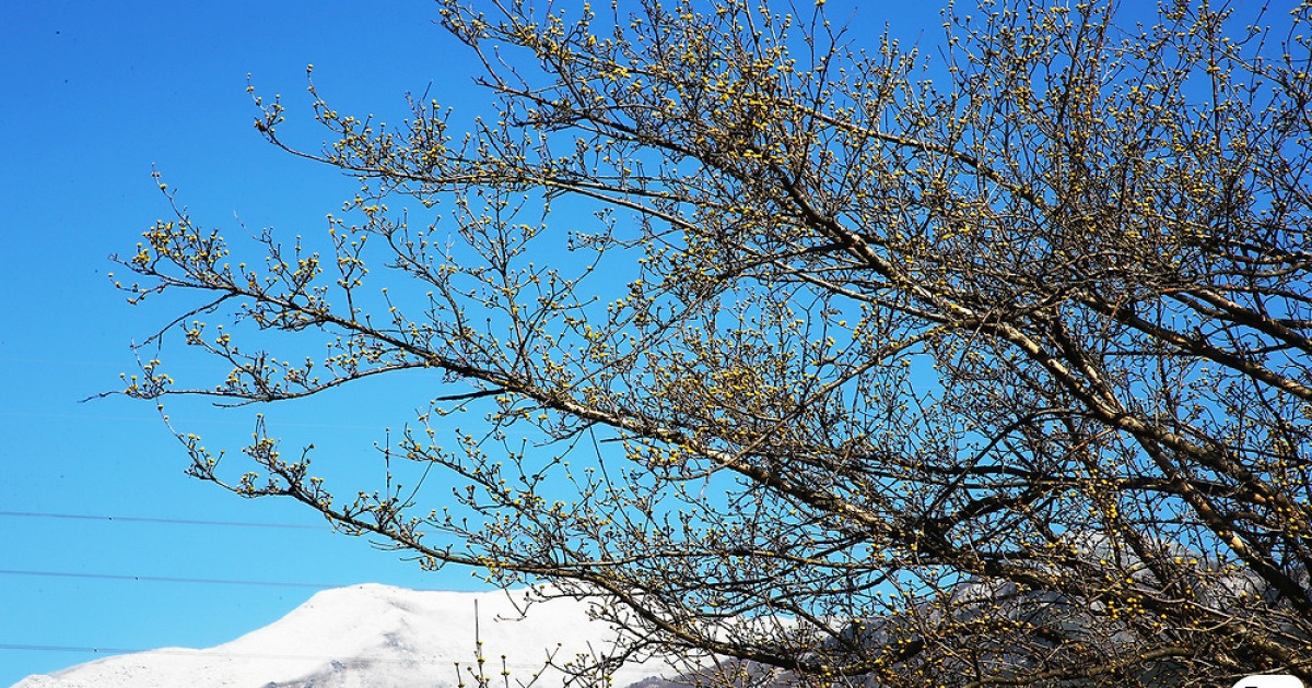 지리산노고단 설경 뒤로 꽃망울 터뜨린 산수유