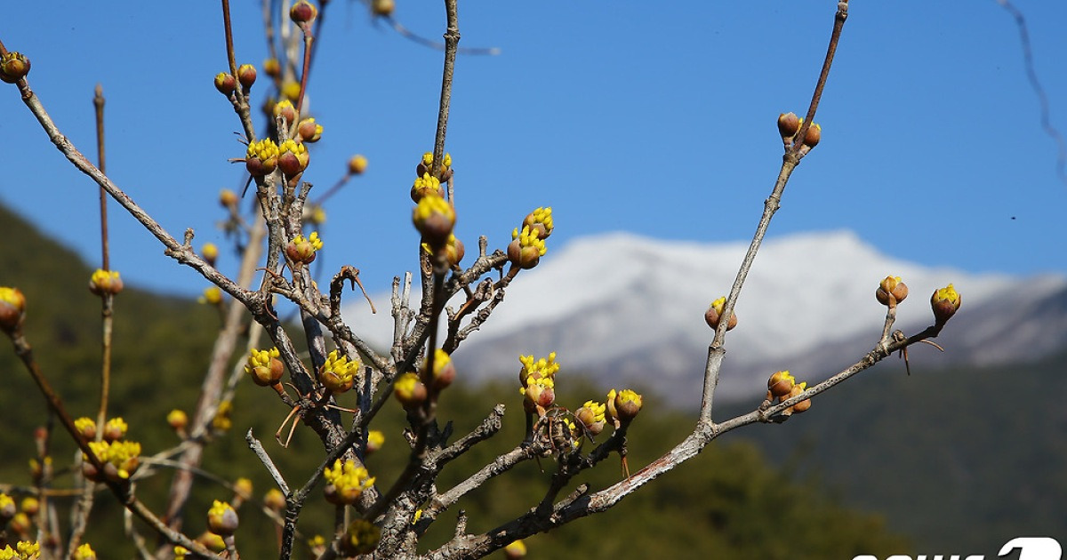 지리산노고단 설경 뒤로 봄소식 알리는 산수유