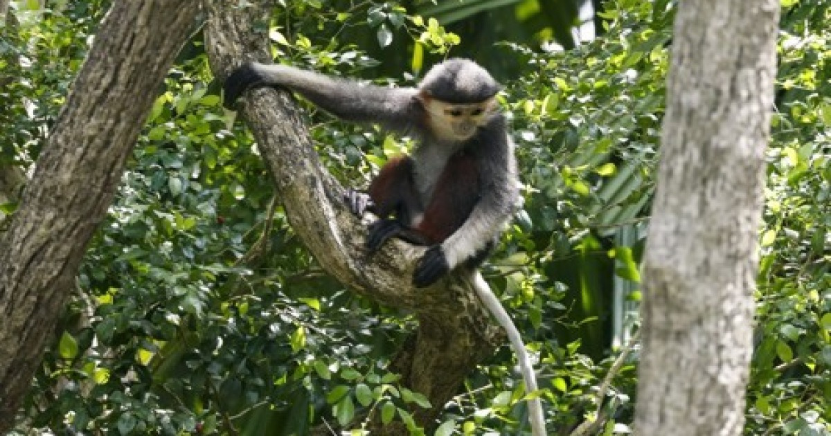SINGAPORE ZOO ANIMALS BIRTHS