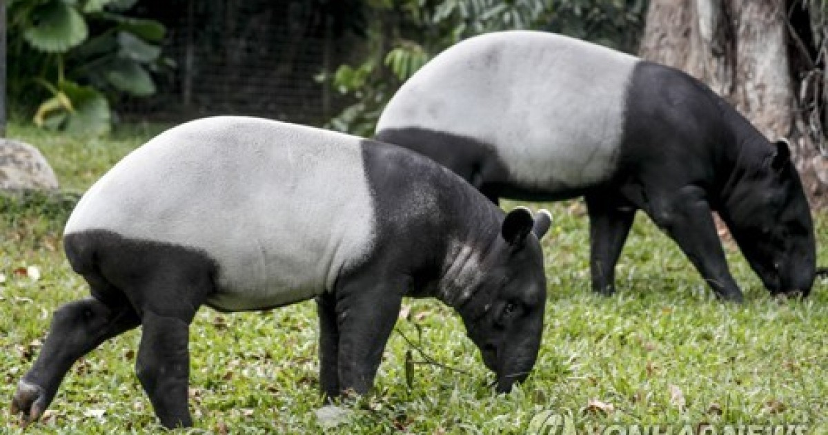 SINGAPORE ZOO ANIMALS BIRTHS