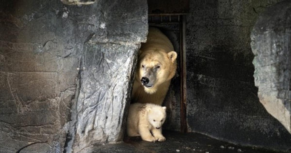 epaselect DENMARK ANIMALS