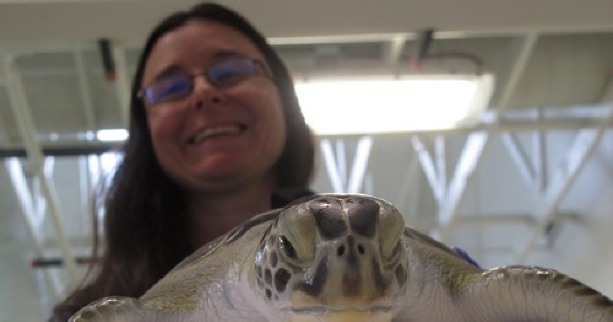 Sick Turtles