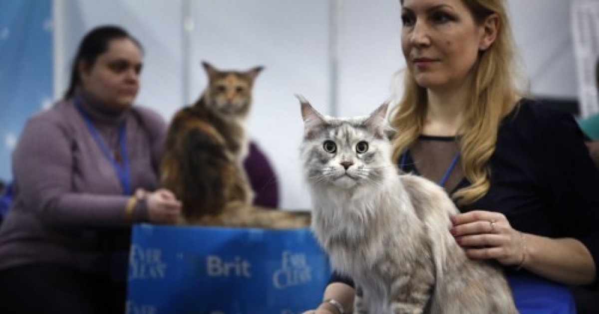 RUSSIA ANIMALS CAT SHOW