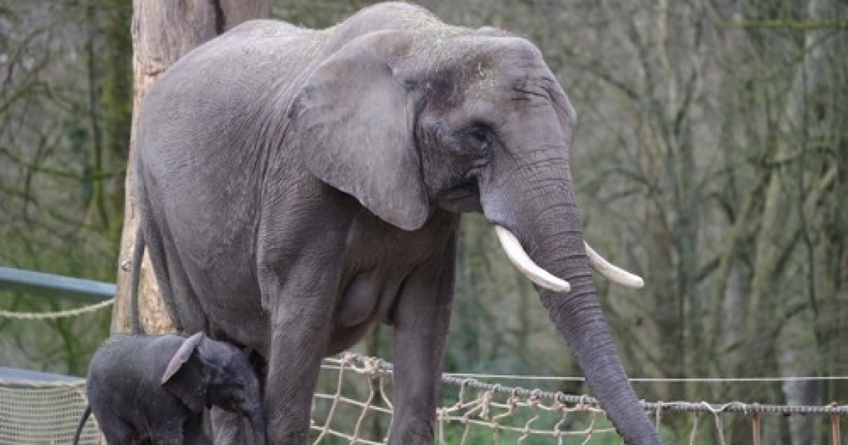 GERMANY ANIMALS ELEPHANT