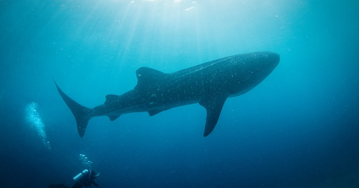 EBS, 5G 통한 가상현실-TV 결합 어트랙션 '오션킹' 방송