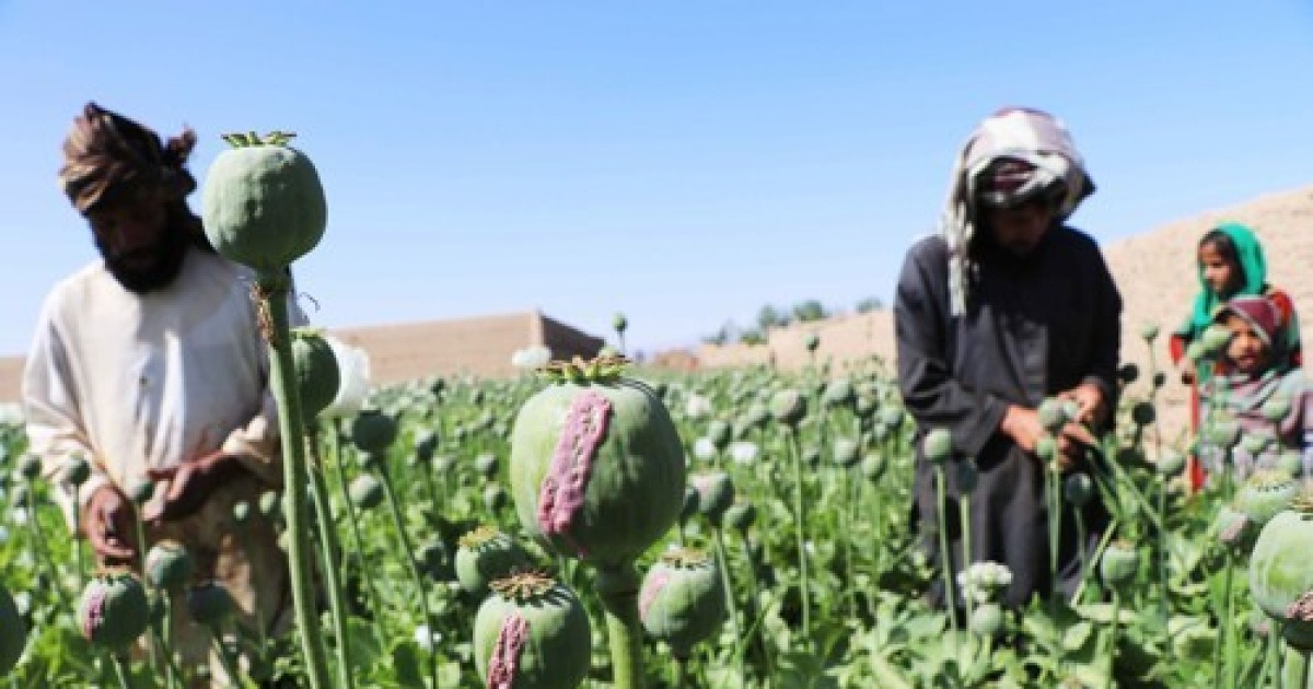 AFGHANISTAN POPPY CULTIVATION