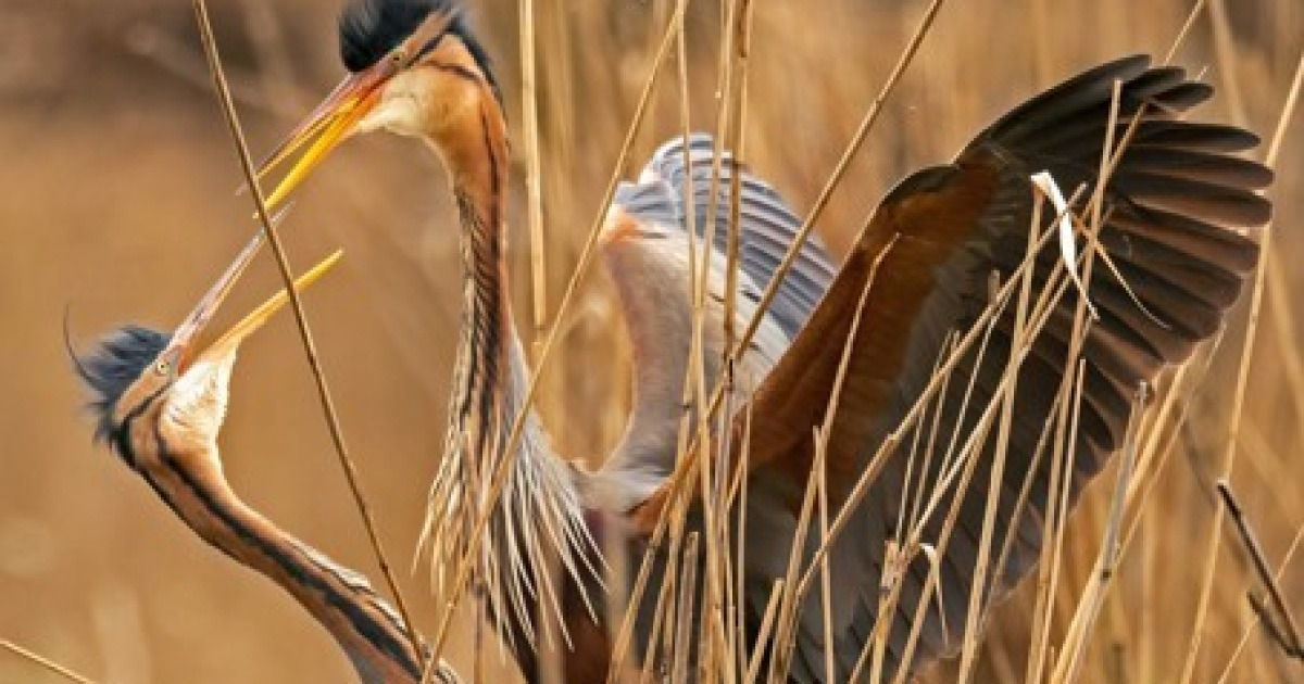 GERMANY NATURE ANIMALS