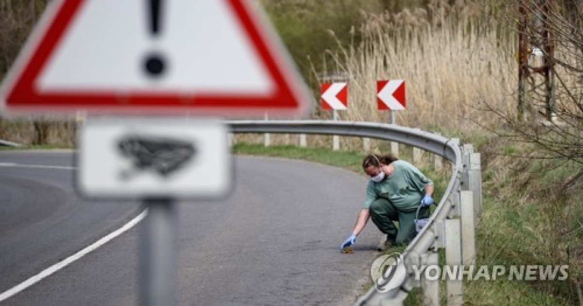HUNGARY ANIMALS FROG RESCUE