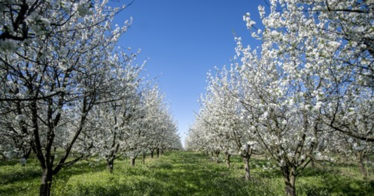 HUNGARY AGRICULTURE