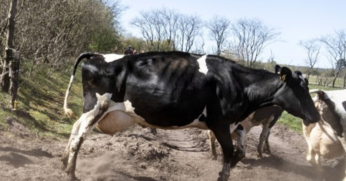 DENMARK ANIMALS AGRICULTURE COWS