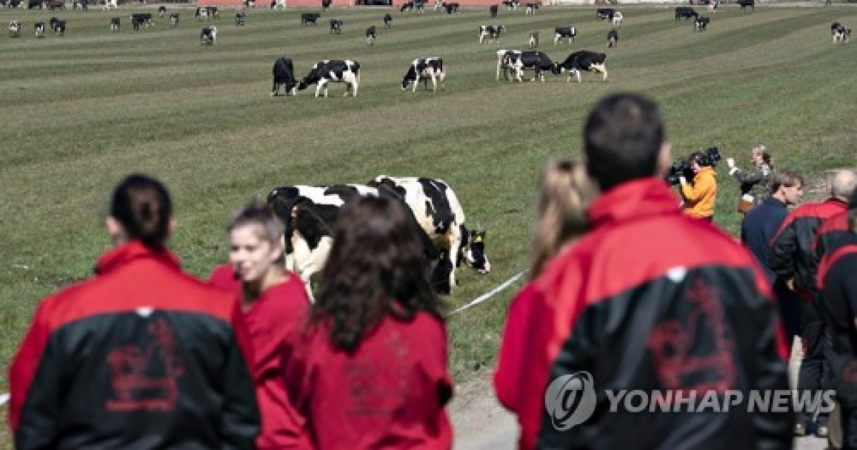 DENMARK ANIMALS AGRICULTURE COWS