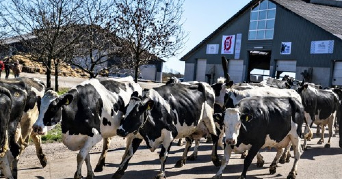 DENMARK ANIMALS AGRICULTURE COWS