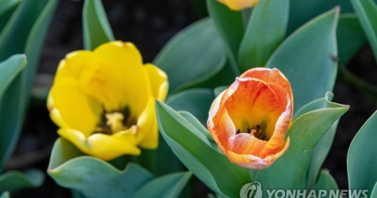 poland-nature-tulips
