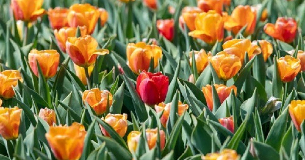 poland-nature-tulips
