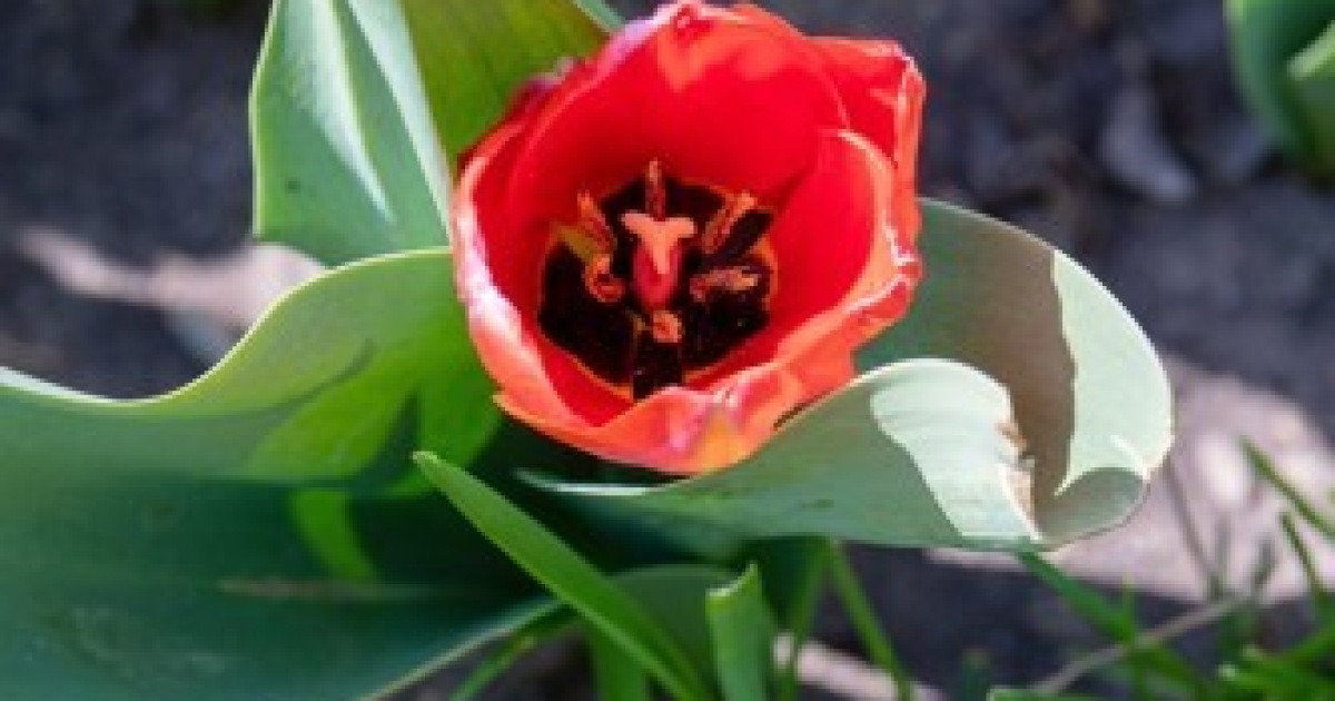 poland-nature-tulips