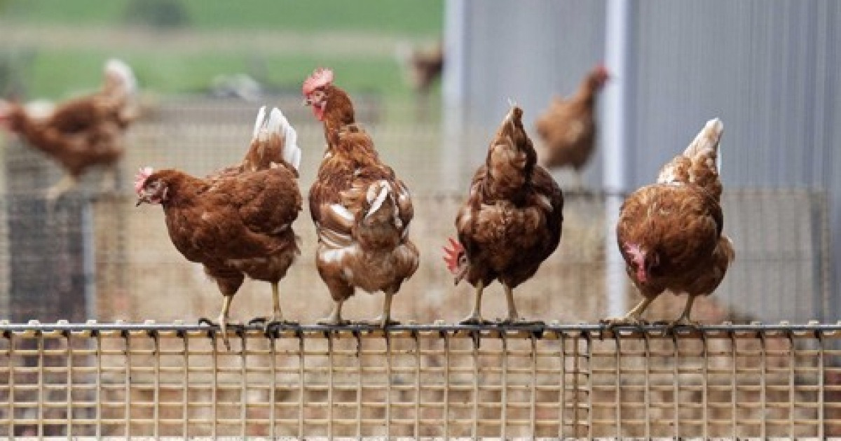 NETHERLANDS POULTRY