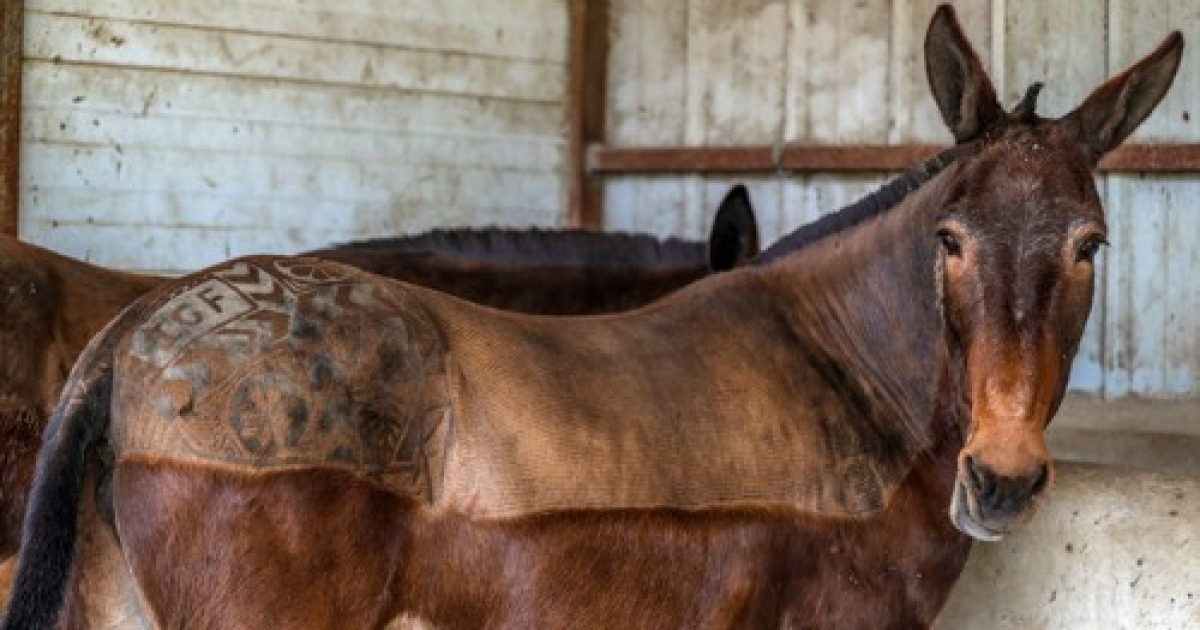 SPAIN PHOTO SET BULLFIGHTING ISIDRO CORONAVIRUS