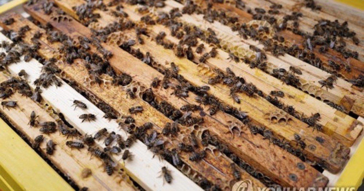 POLAND BREEDING BEES IN THE TOWN