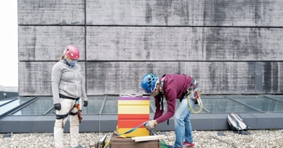 POLAND BREEDING BEES IN THE TOWN