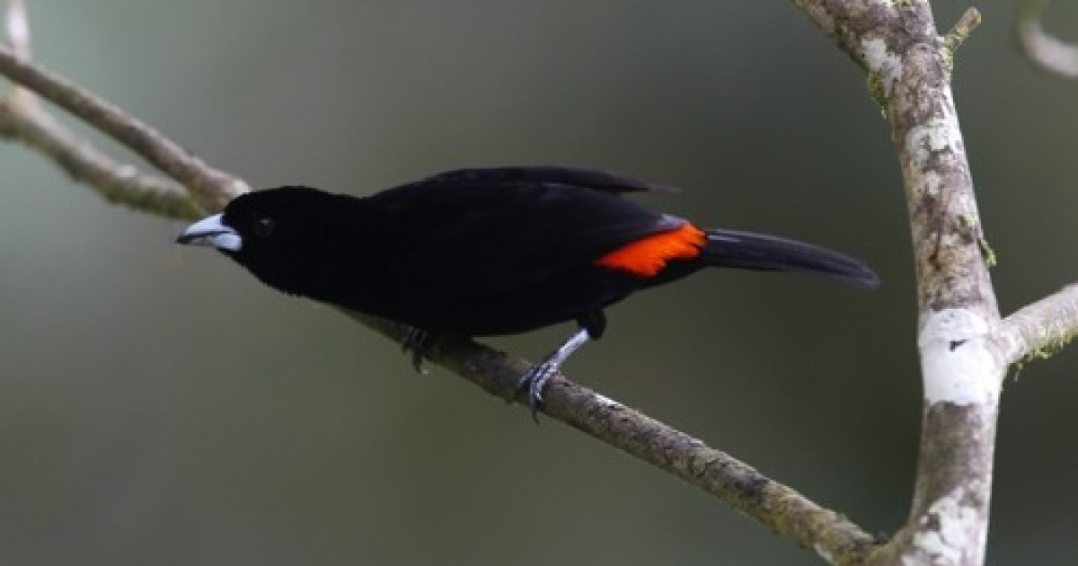 COLOMBIA ANIMALS BIRDS