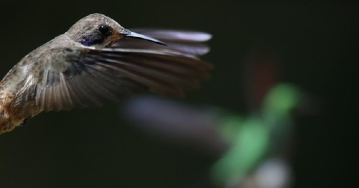 COLOMBIA ANIMALS BIRDS