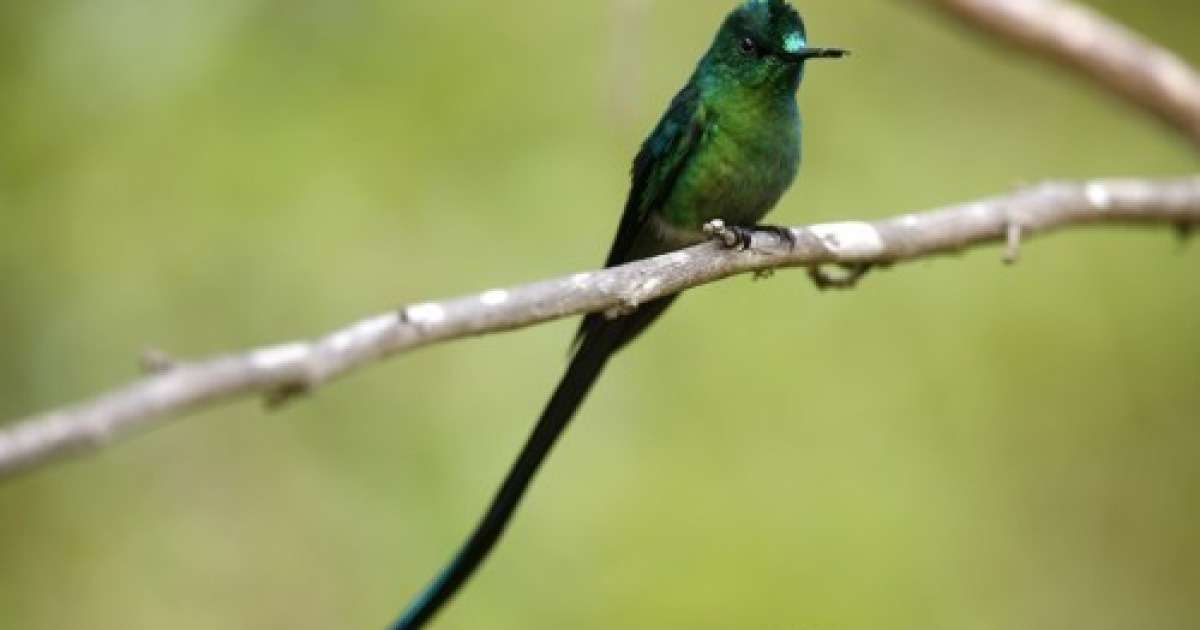 COLOMBIA ANIMALS BIRDS