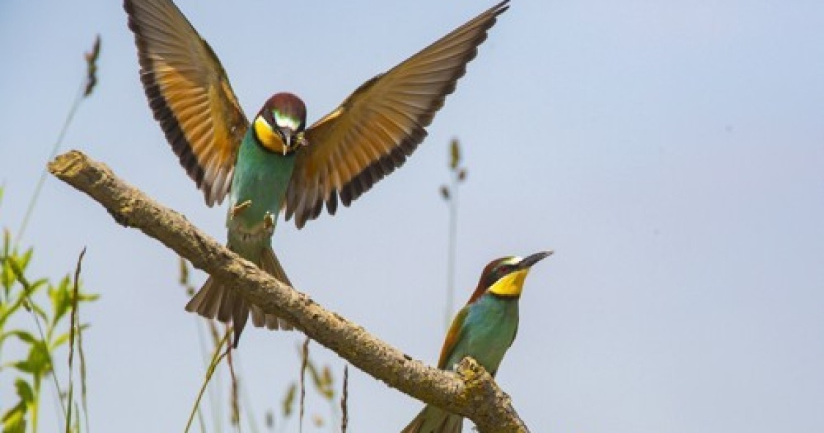 HUNGARY ANIMALS BEE-EATERS