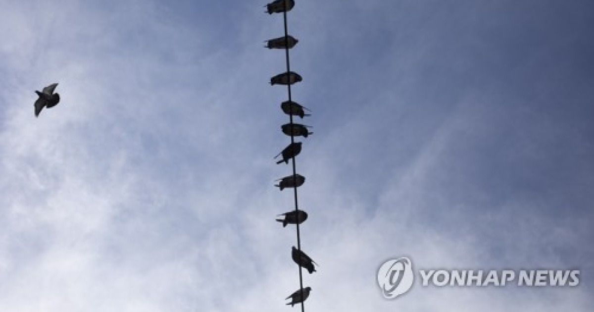 SOUTH AFRICA ANIMALS PIGEON SQUARE