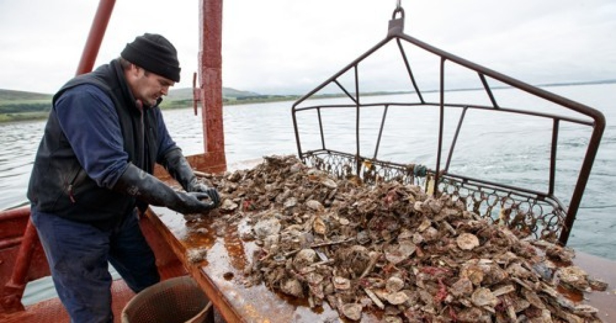 BRITAIN SCOTLAND OYSTER FISHING