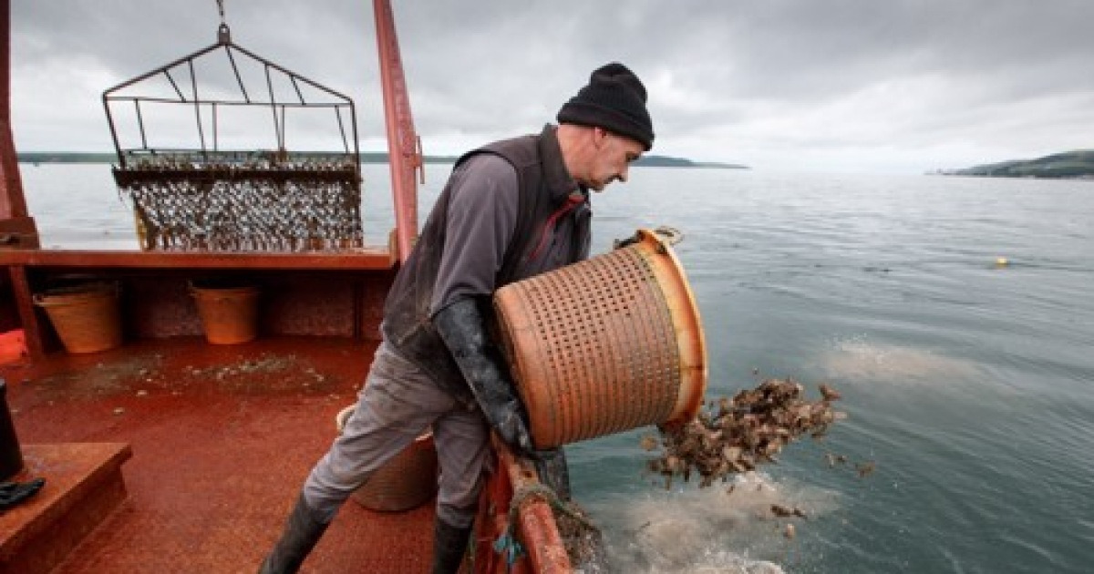 BRITAIN SCOTLAND OYSTER FISHING