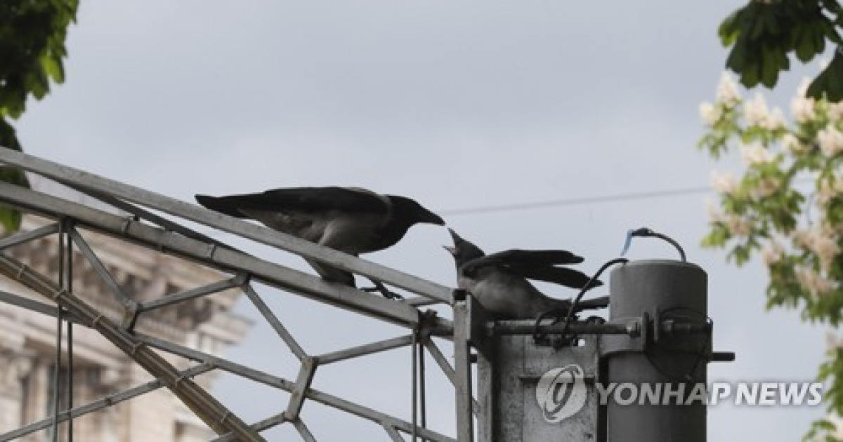 UKRAINE ANIMALS CROW