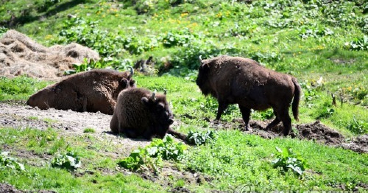 POLAND ANIMALS EUROPEAN BISONS