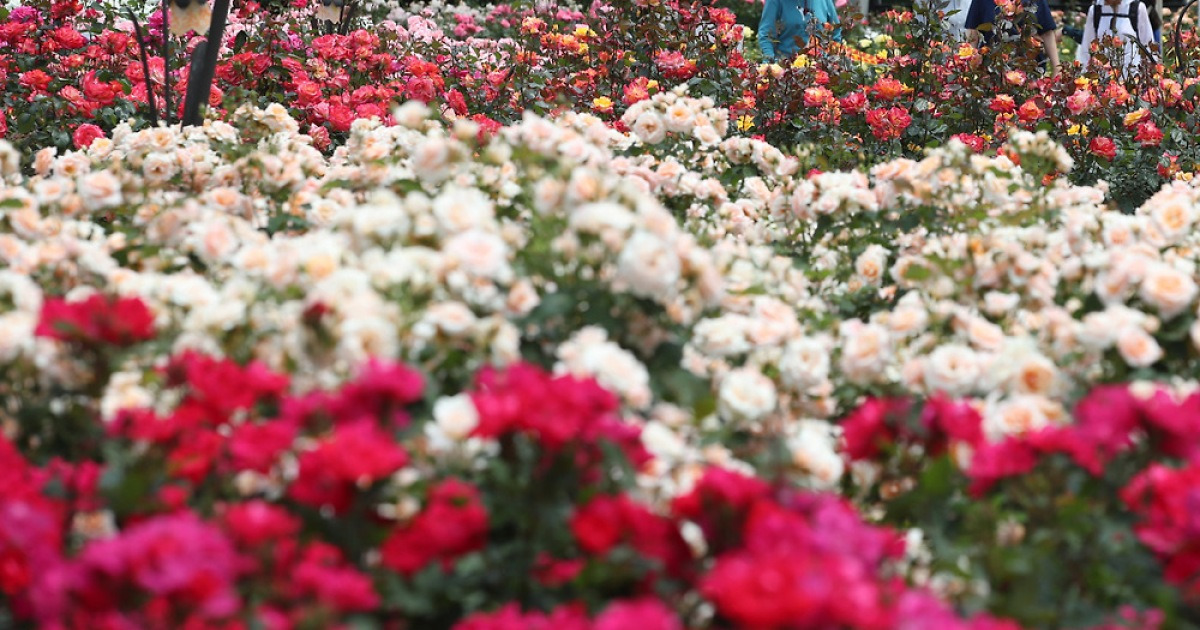 [Photo News] May roses bloom