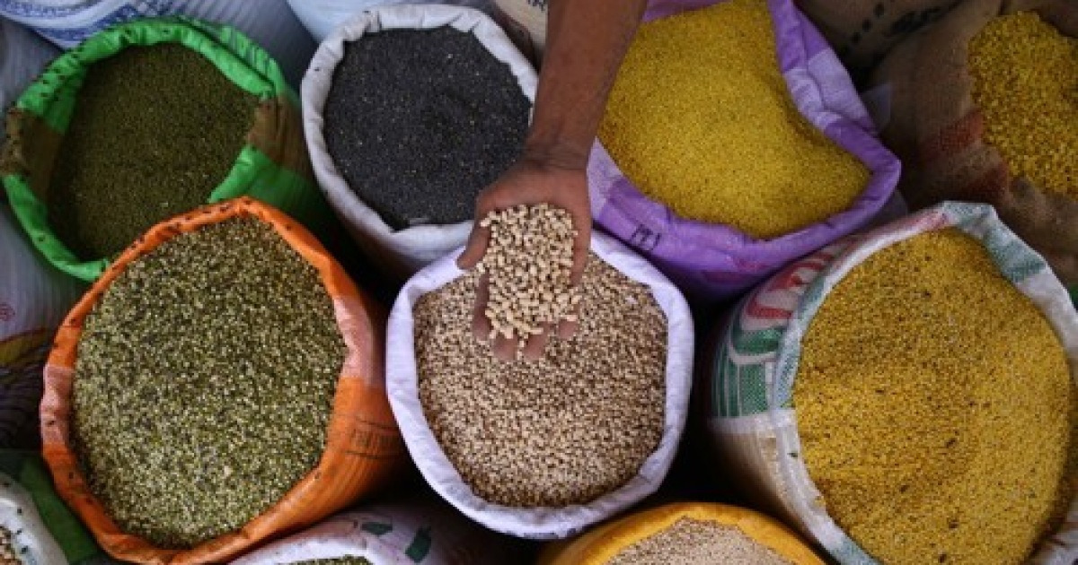 PAKISTAN FOOD SECURITY LOCUSTS PLAGUE