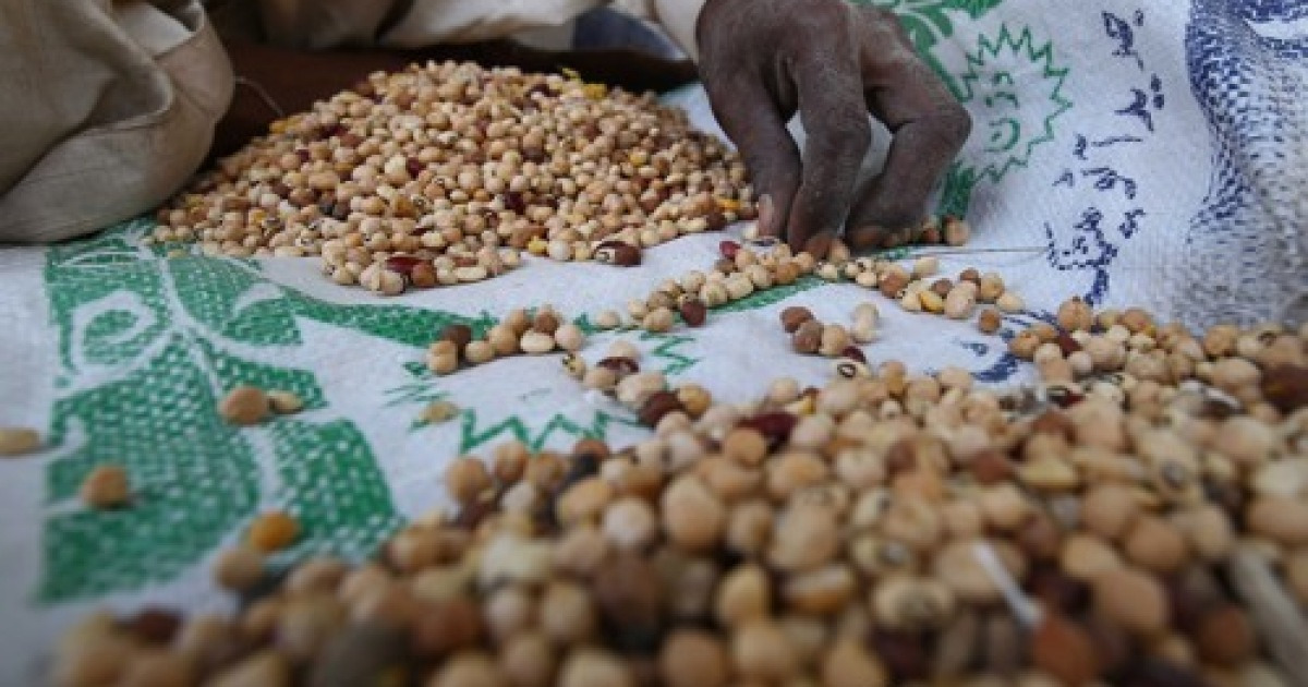 PAKISTAN FOOD SECURITY LOCUSTS PLAGUE