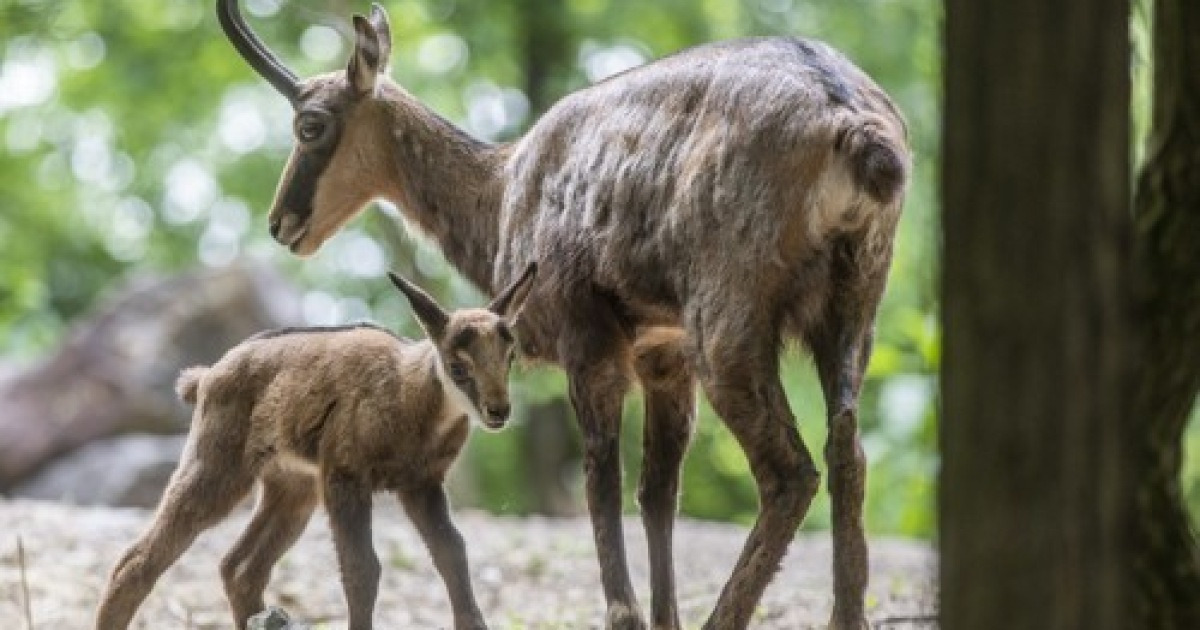 HUNGARY ANIMALS