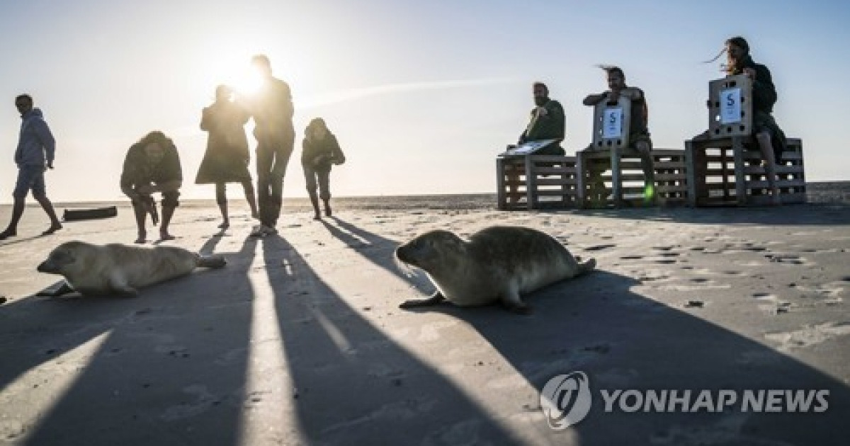 NETHERLANDS ANIMALS SEALS