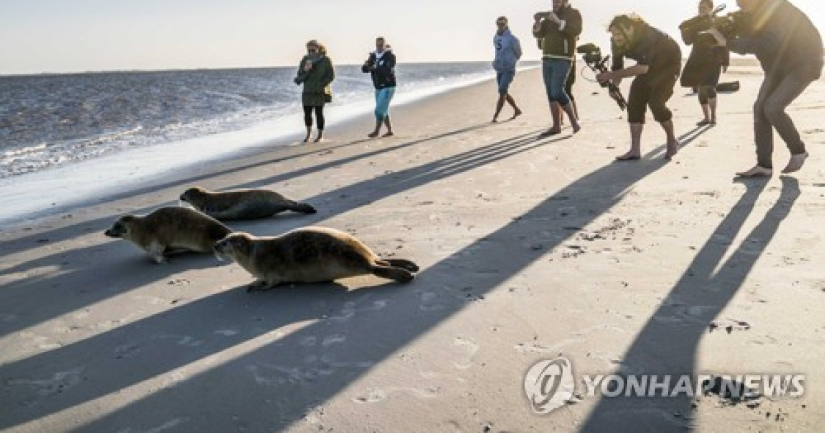 NETHERLANDS ANIMALS SEALS