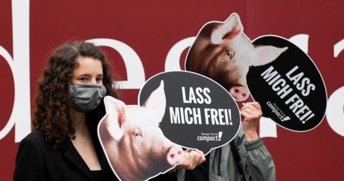 GERMANY PIG FARMING PROTEST