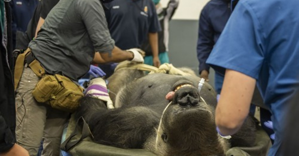 South Africa Gorilla Scan