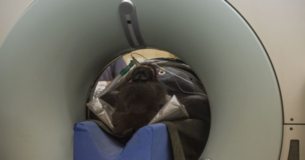 South Africa Gorilla Scan