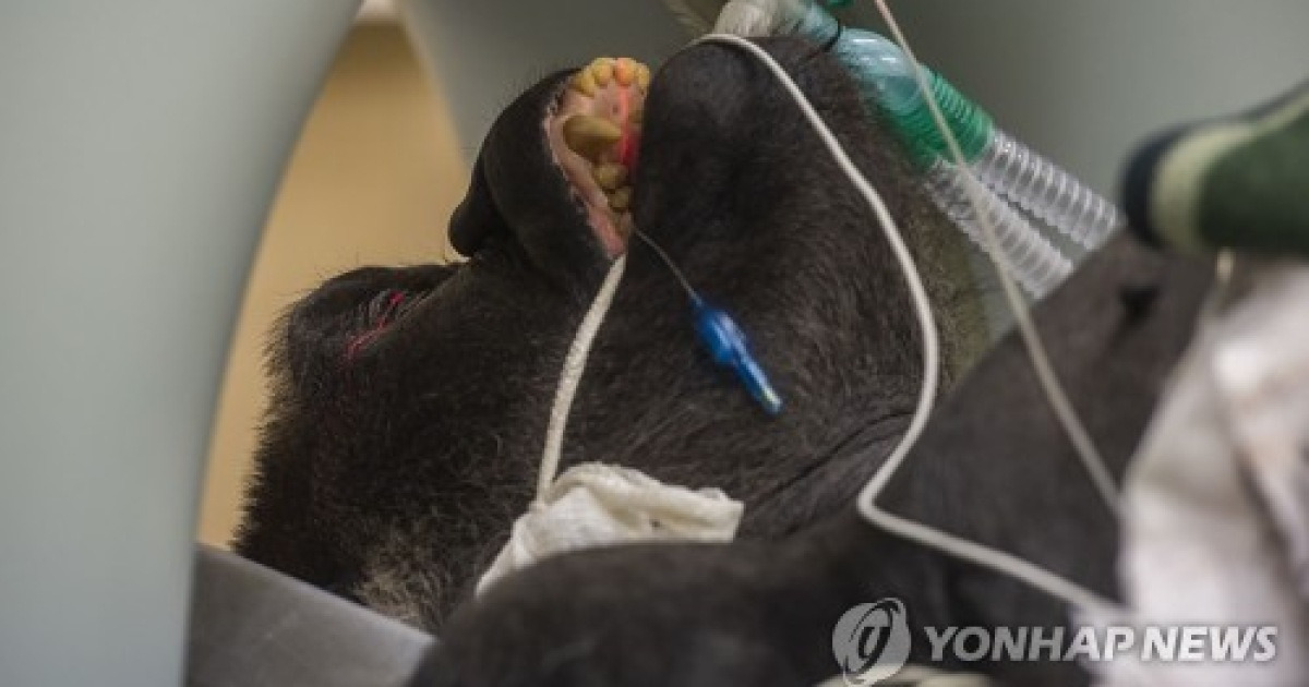 South Africa Gorilla Scan