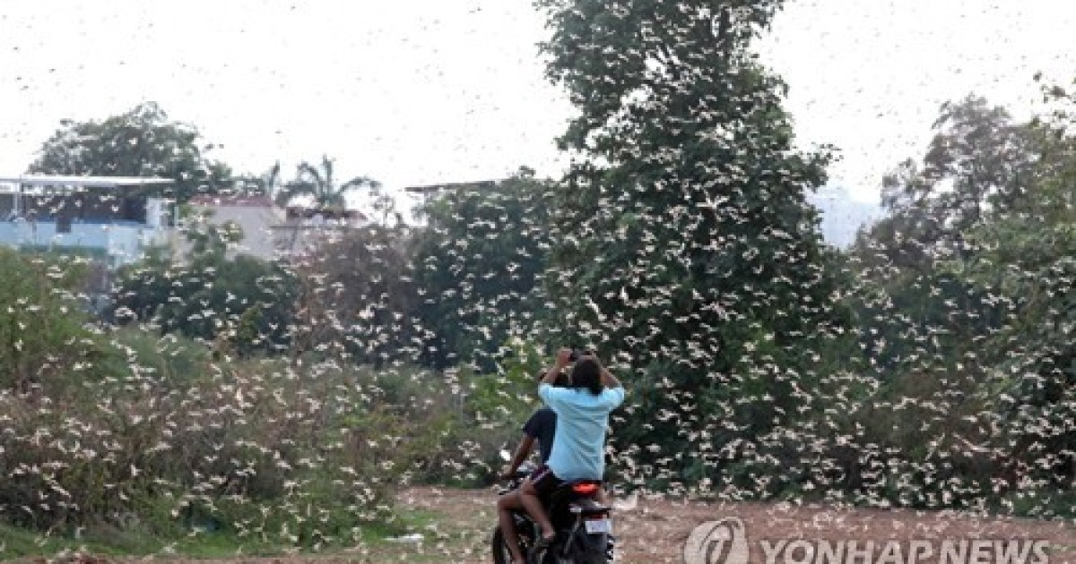 INDIA LOCUSTS PLAGUE