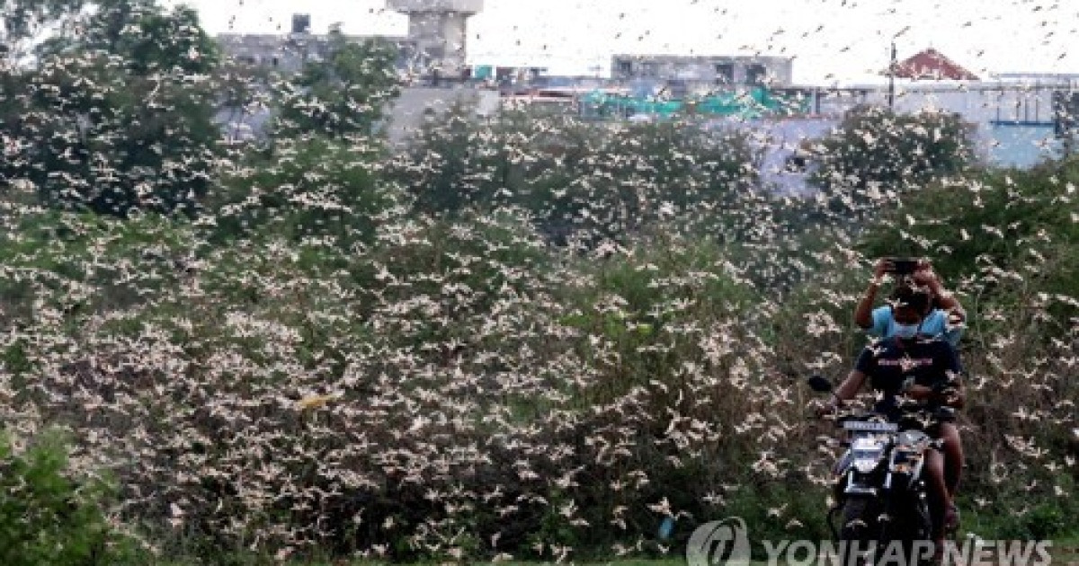 INDIA LOCUSTS PLAGUE