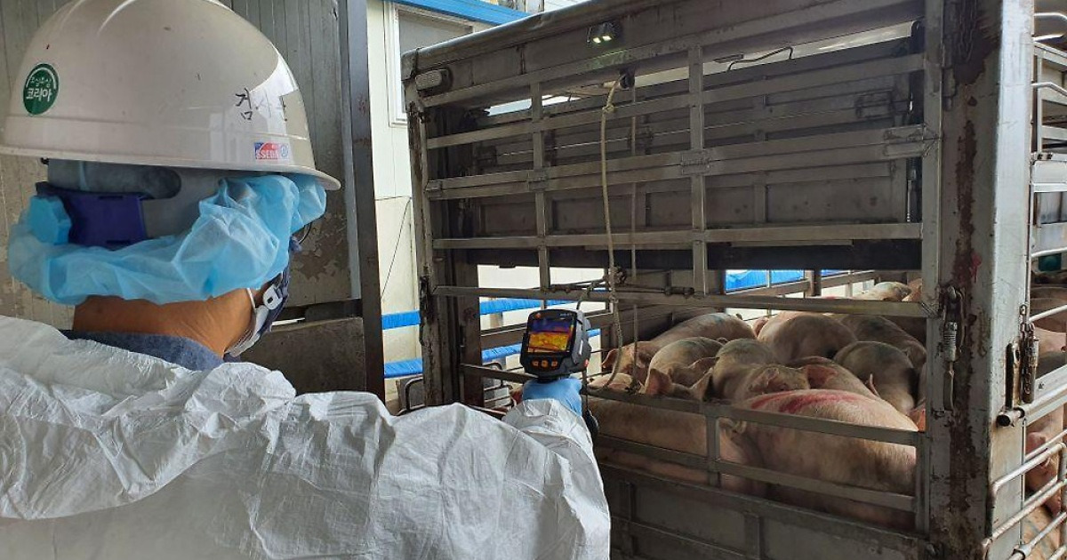 [Feature] Pig farmers cry for help from prolonged ASF outbreak