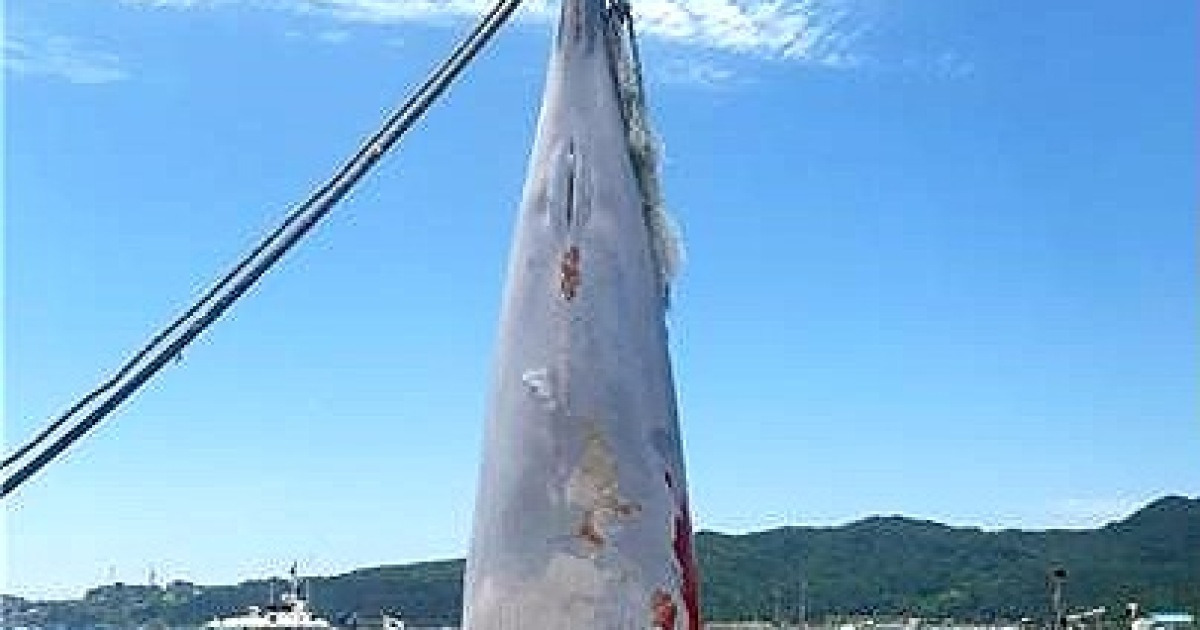 바다의 로또 5 4m밍크고래 포항 앞바다서 그물에 걸려 4000여만원 위판