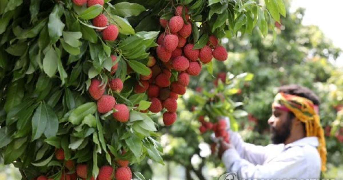 INDIA AGRICULTURE LYCHEE HARVEST
