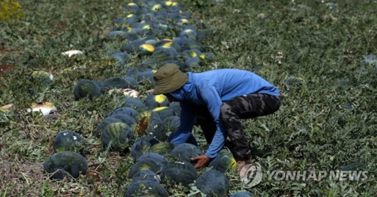 MIDEAST AGRICULTURE WATERMELONS